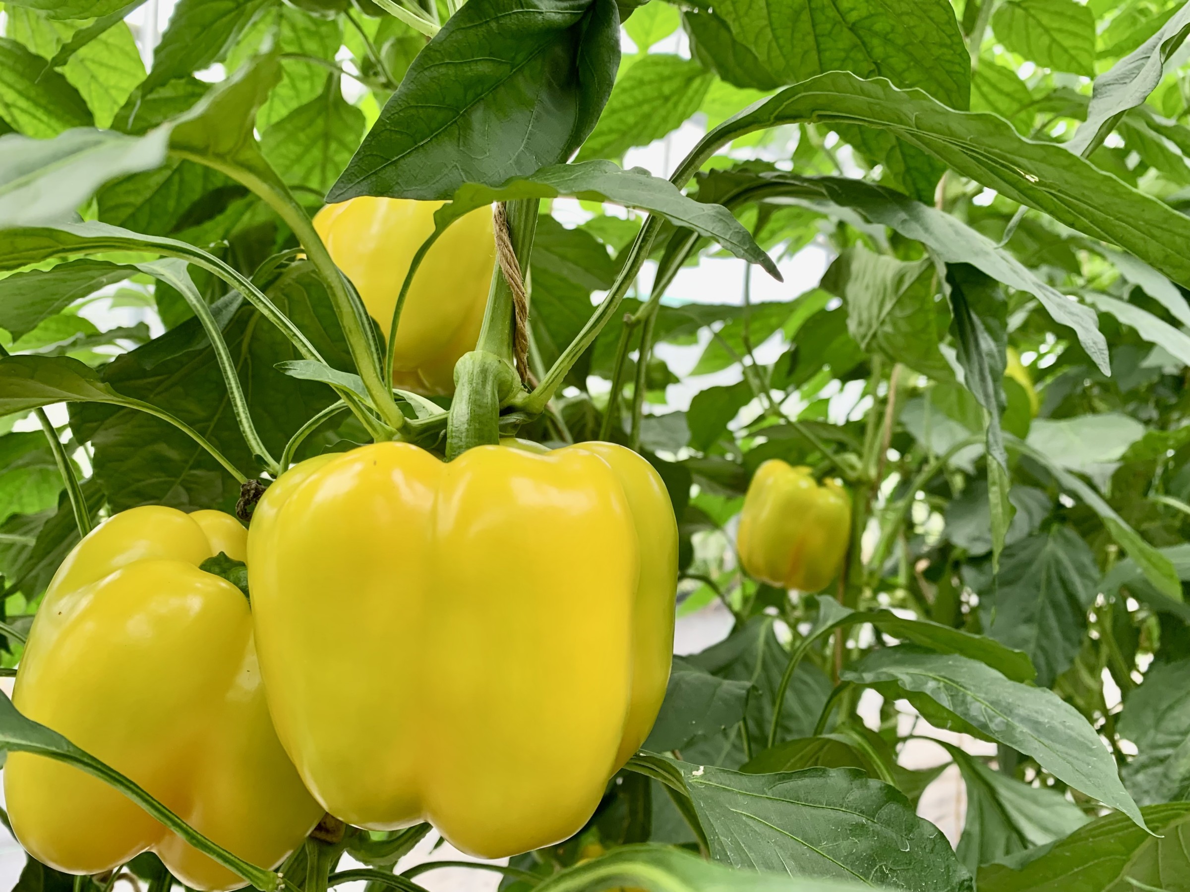 実は一大産地だった!? 飯南町産パプリカで日々の食卓に彩りを｜日刊Lazuda(ラズダ) - 島根・鳥取を知る、見る、食べる、遊ぶ、暮らす ...