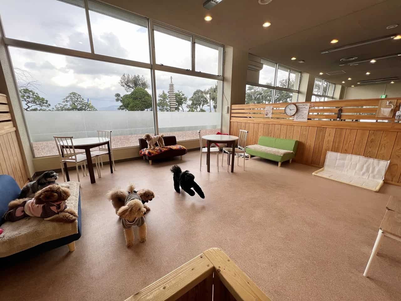 一緒に遊ぼう！松江のドッグカフェ『Wan Riva』で可愛いプードルと遊んできた｜日刊Lazuda(ラズダ) - 島根・鳥取を知る、見る ...