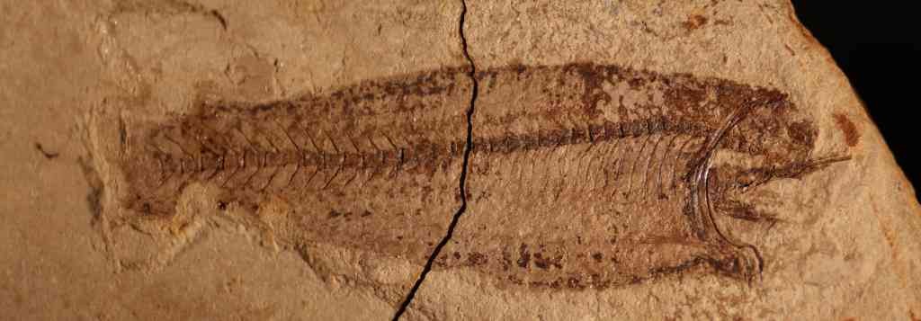 【松江・出雲周辺】2/22(土)～2/24(月・振休)開催のイベントまとめ。くにびきメッセで「ワンダフルフェスティバル」｜日刊Lazuda(ラズダ) - 島根・鳥取を知る、見る、食べる、遊ぶ ...